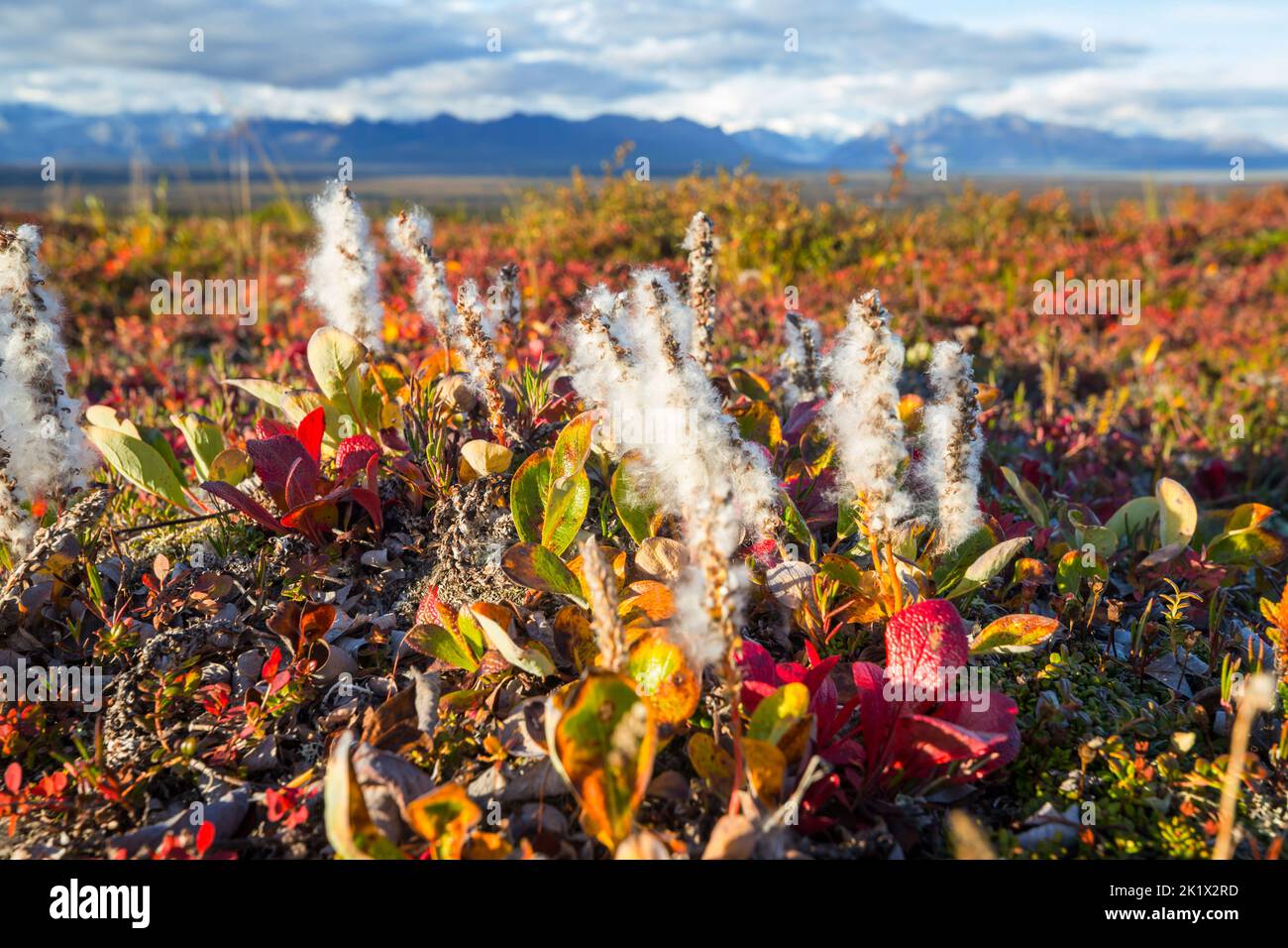 Tundra landscapes above Arctic circle in autumn season. Beautiful ...