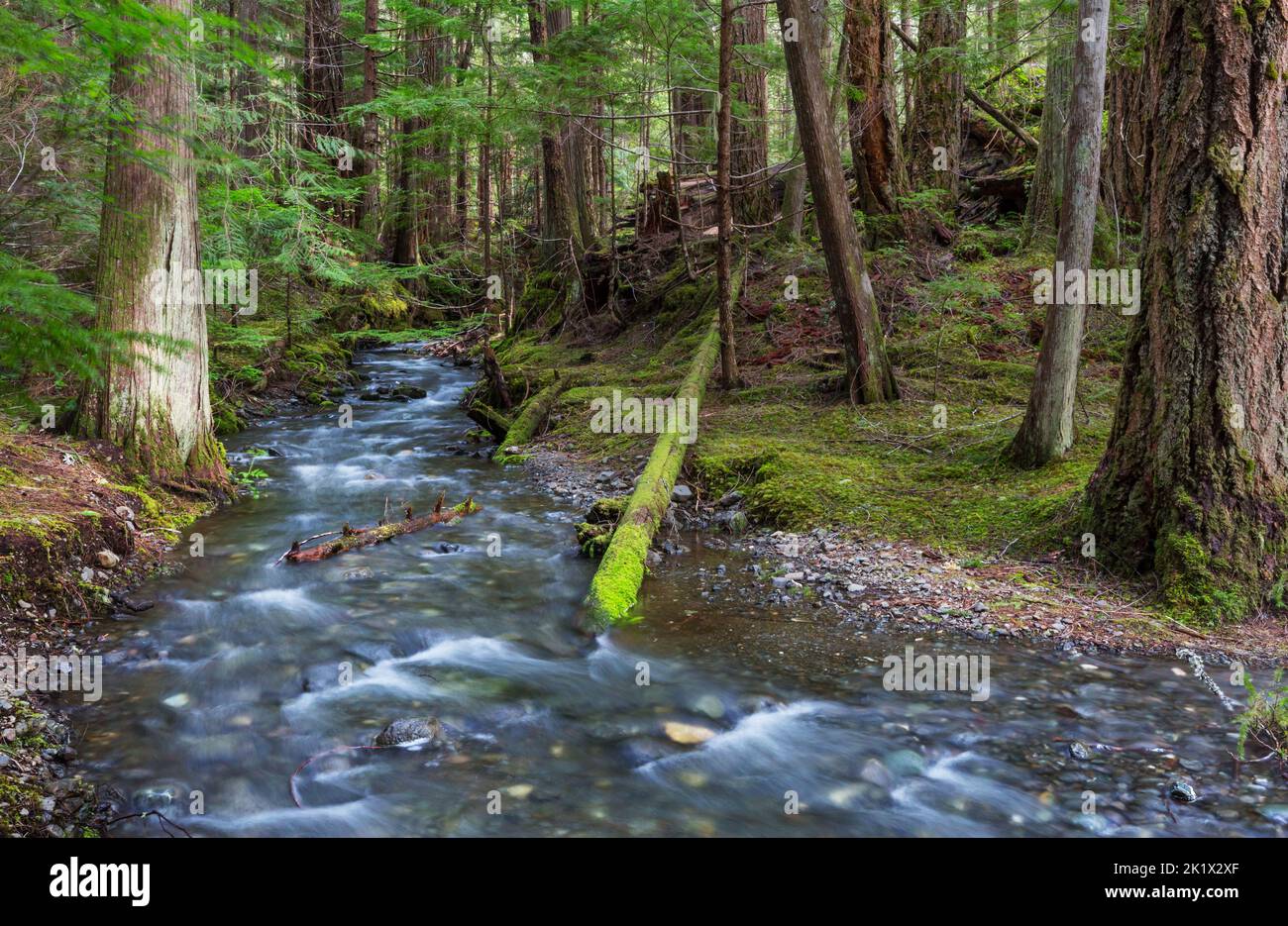 Small river in green forest hi-res stock photography and images - Alamy