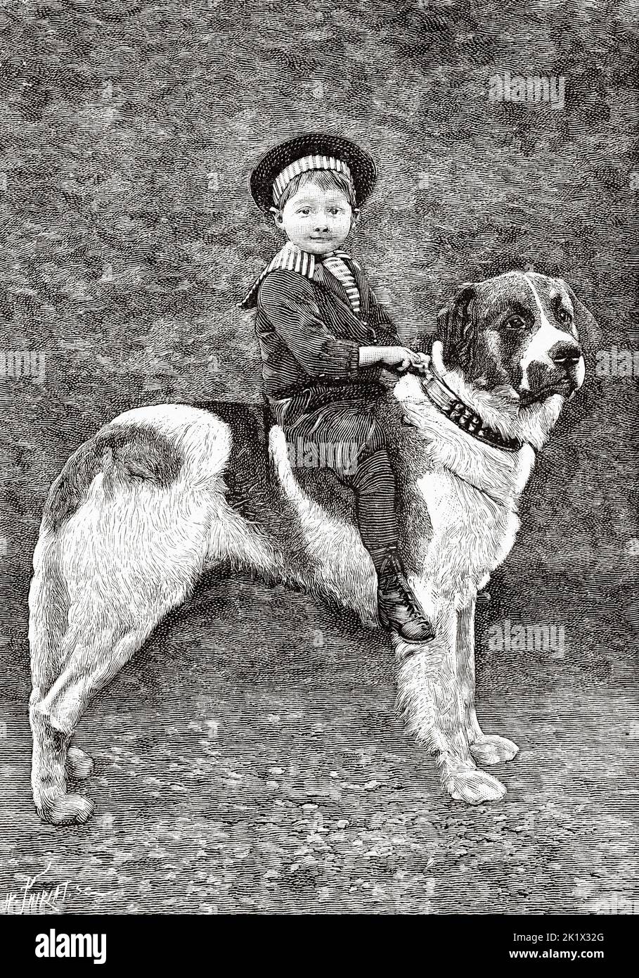 Late 19th century boy riding a Saint Bernard dog. Old 19th century ...