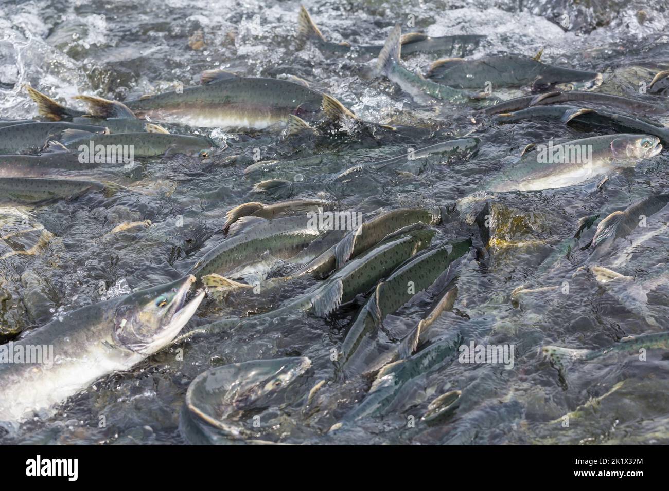 salmon spawning in Alaska river Stock Photo - Alamy