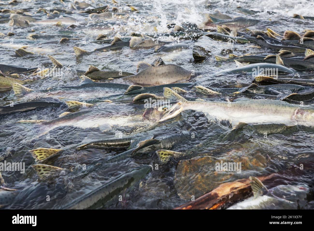 salmon spawning in Alaska river Stock Photo - Alamy