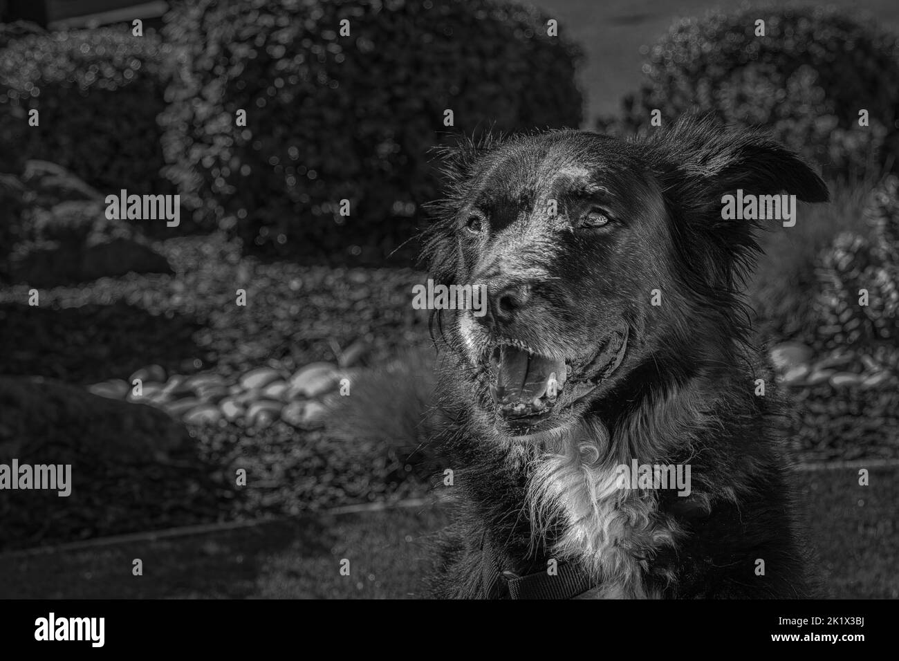 With a german shepard dog hi-res stock photography and images - Alamy
