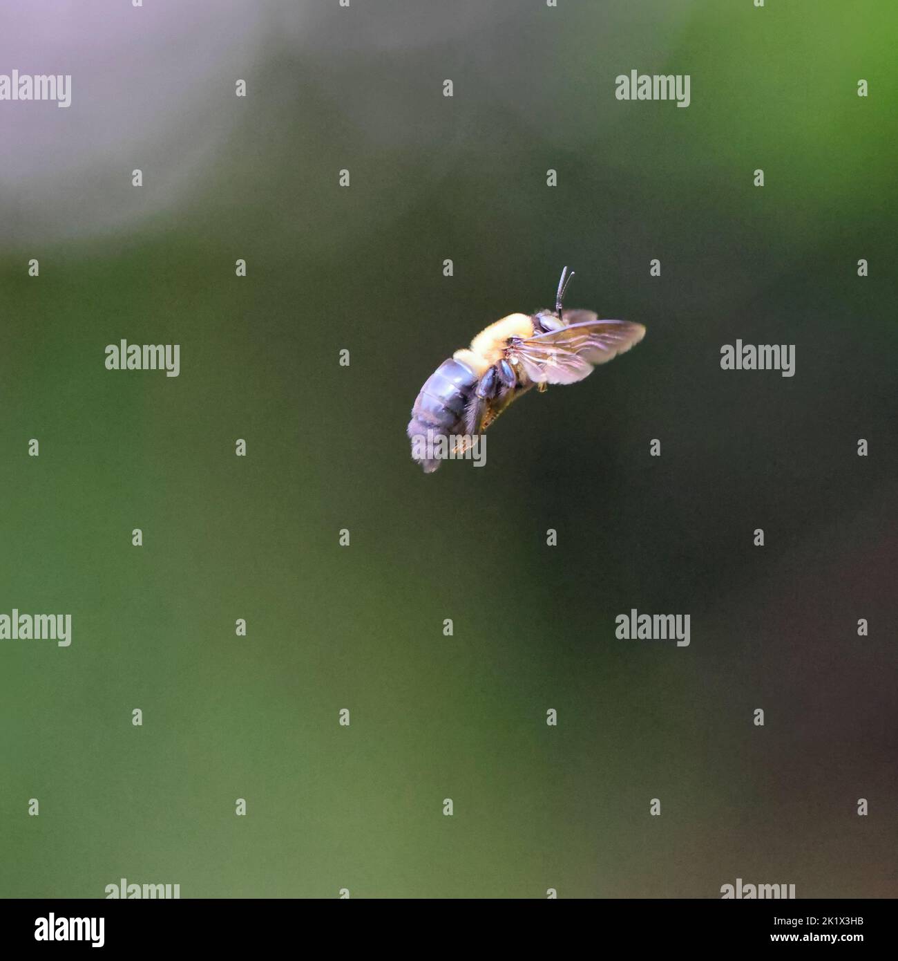 A closeup of bee in flight isolated in green nature background Stock ...