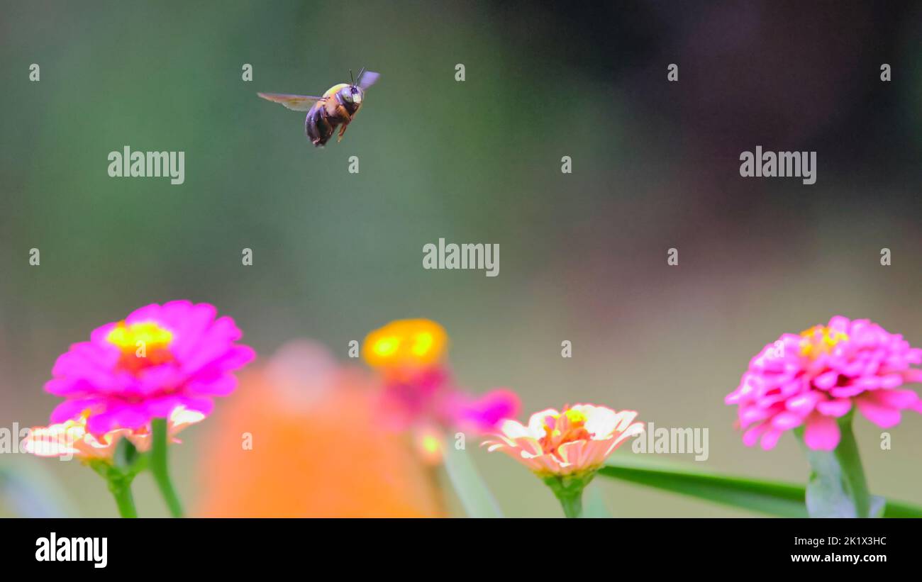 A closeup of bee flying over pink flowers isolated in blurred ...