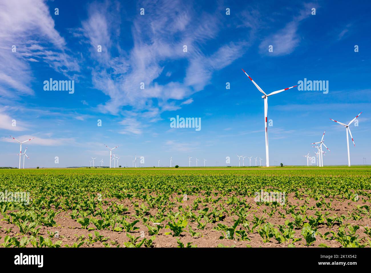 View on young soybean crop, lined rows, large wind power turbines are ...
