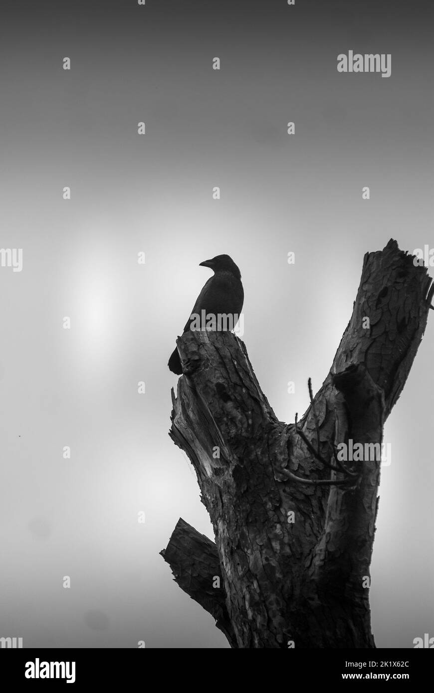 Fall autumn season Black and White Stock Photos & Images - Alamy