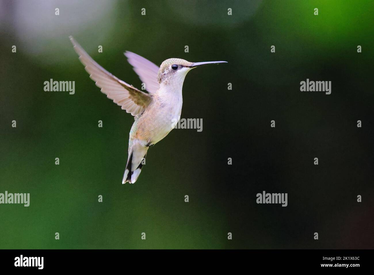 A closeup of little Colibri in flight isolated in green nature ...
