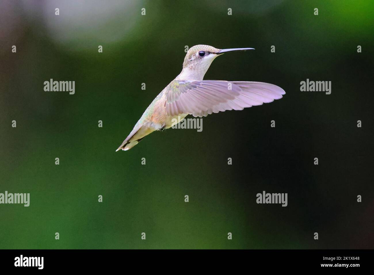 A closeup of little Colibri in flight isolated in green nature ...
