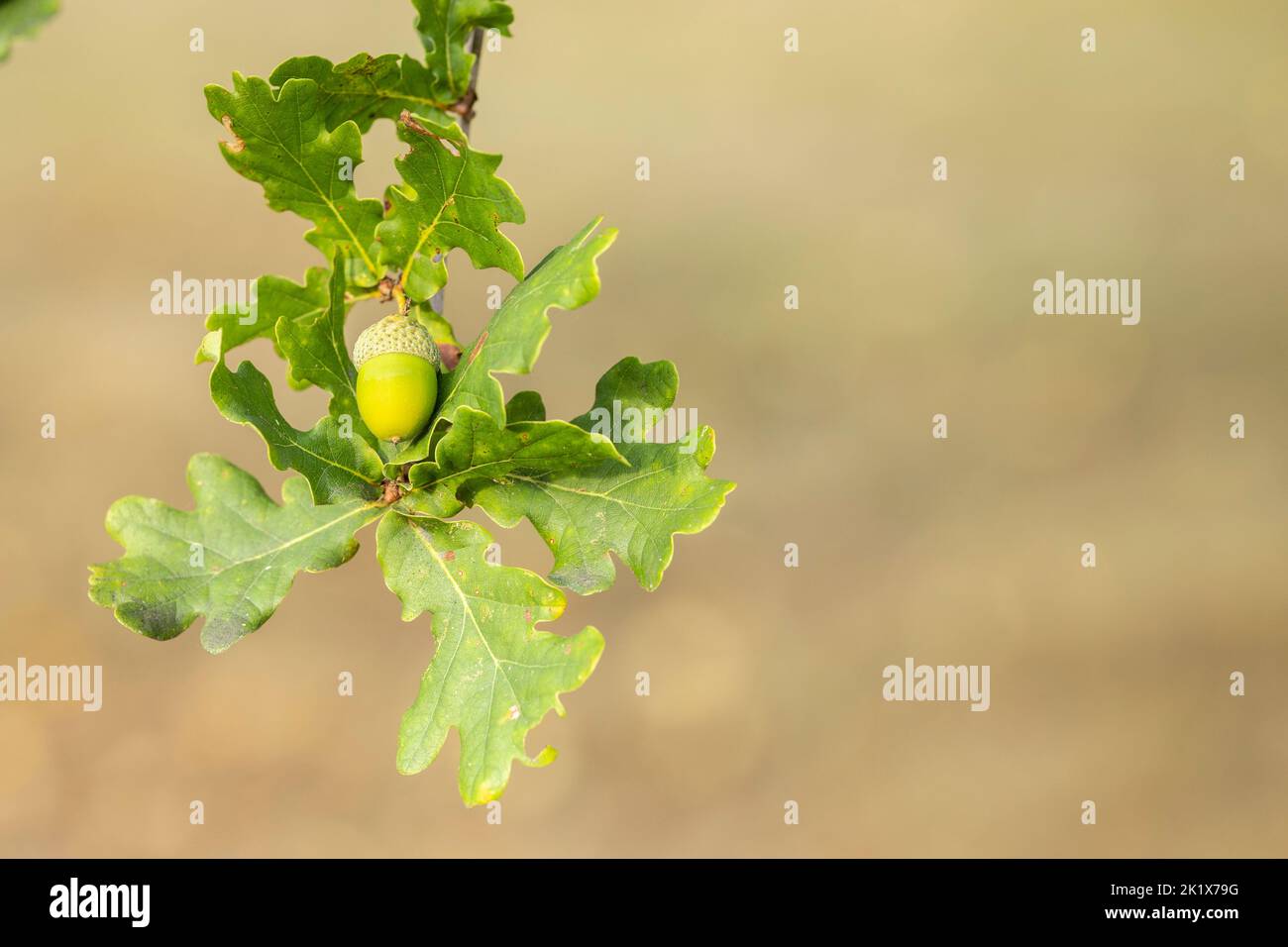 single isolated acorn and sprig of oak leaves Stock Photo - Alamy
