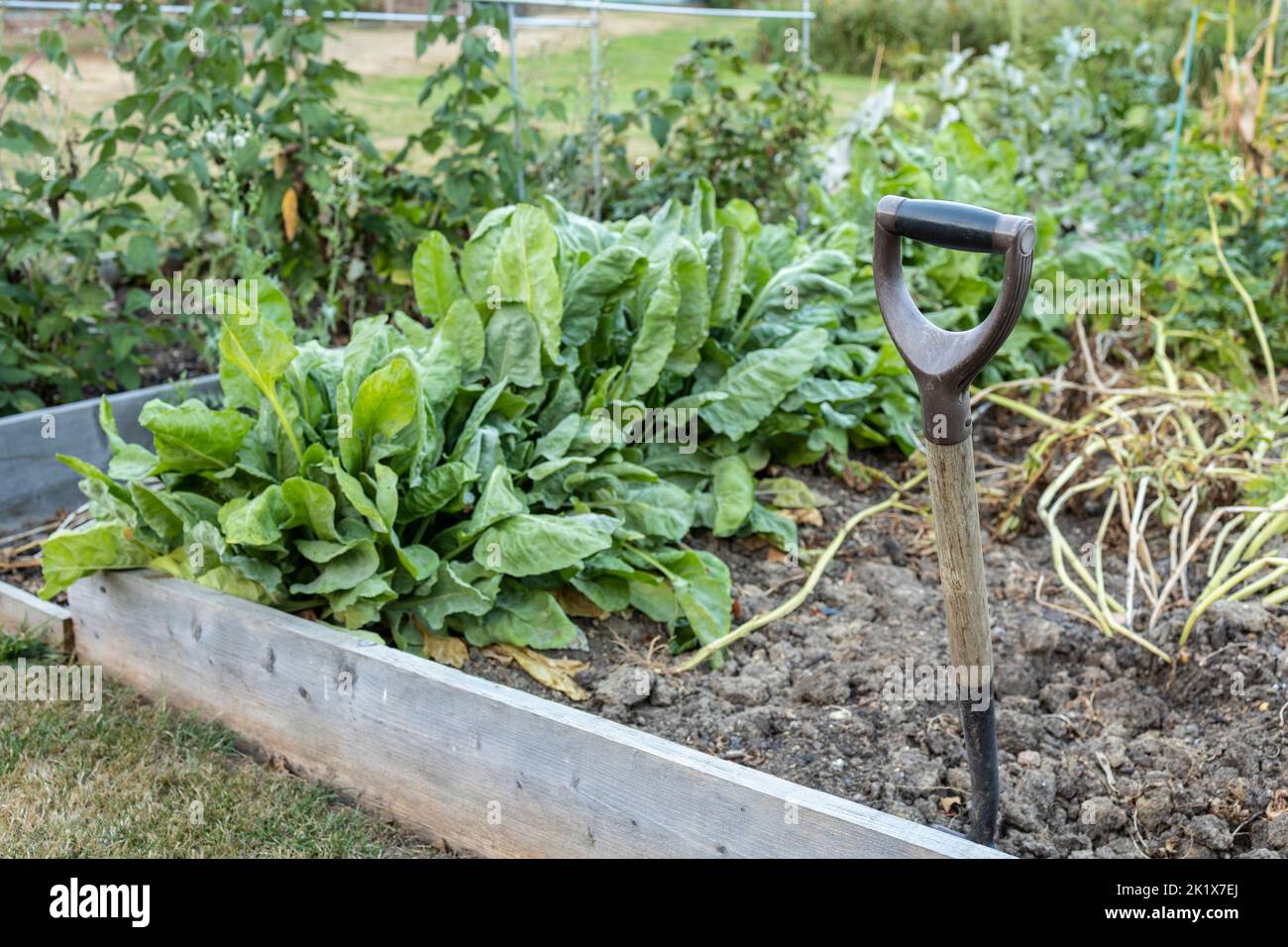 wooden garden fork handle and vegatable patch, selected focus ...