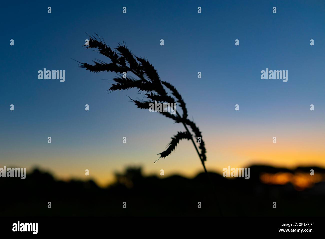 Rice spike at sunrise Stock Photo - Alamy