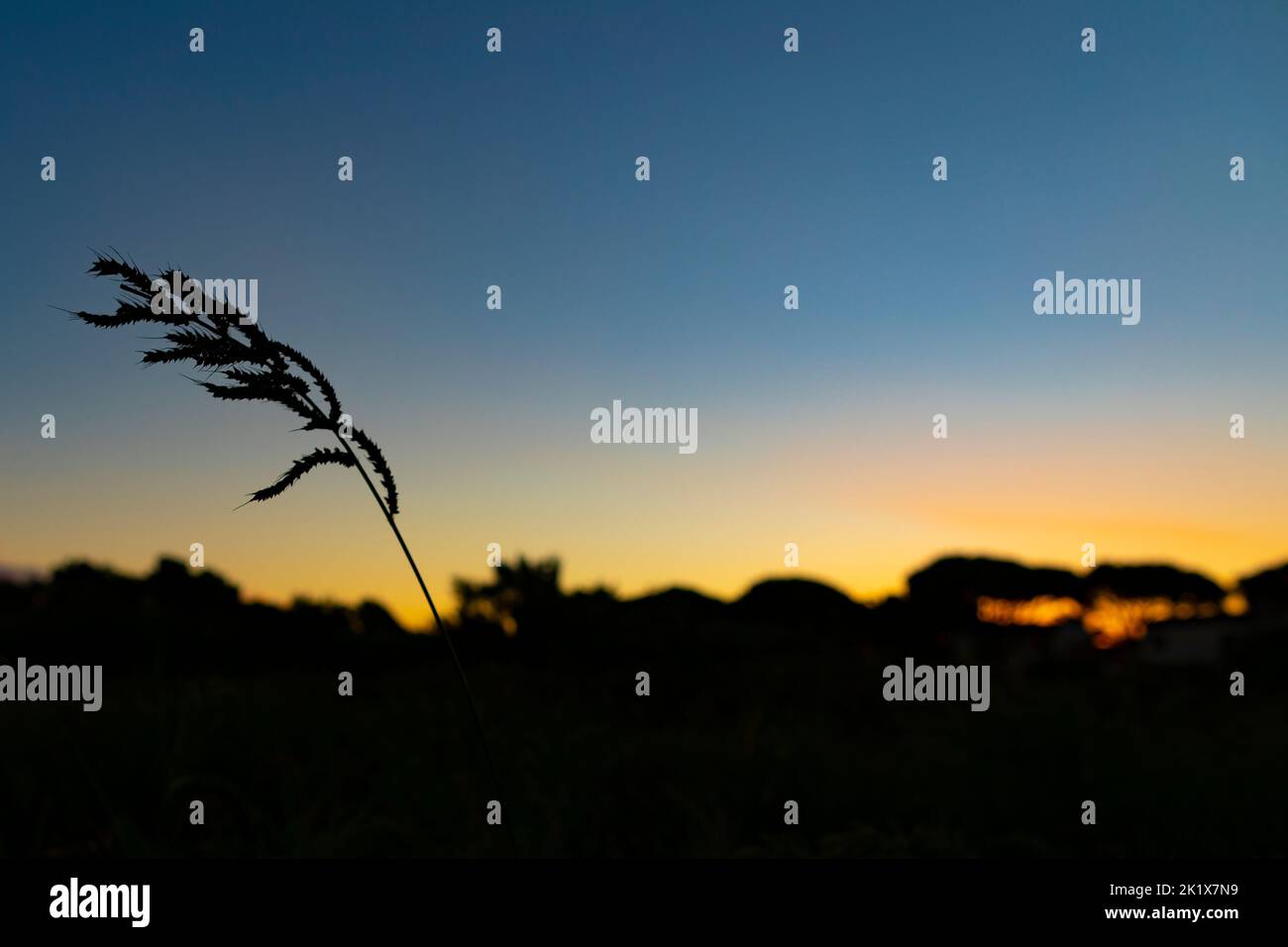 Rice spike at sunrise Stock Photo - Alamy