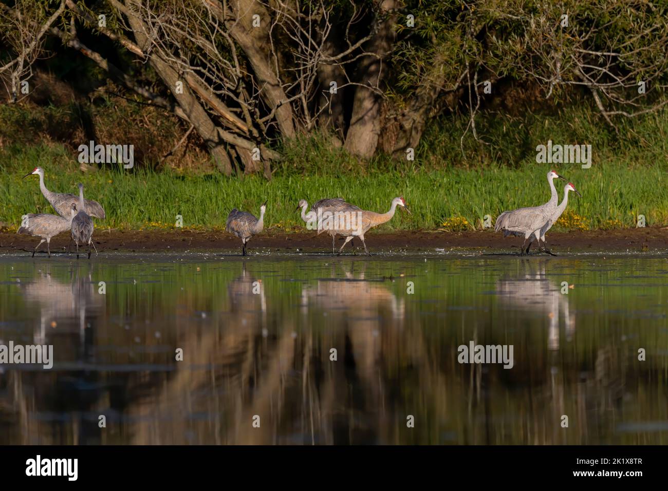The sandhill crane(Antigone canadensis) . Native American bird a ...