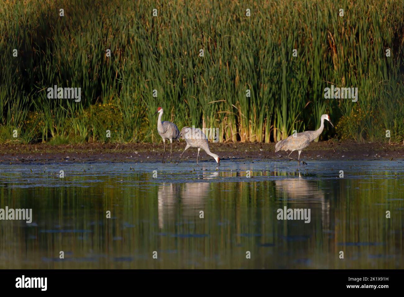 The sandhill crane(Antigone canadensis) . Native American bird a ...