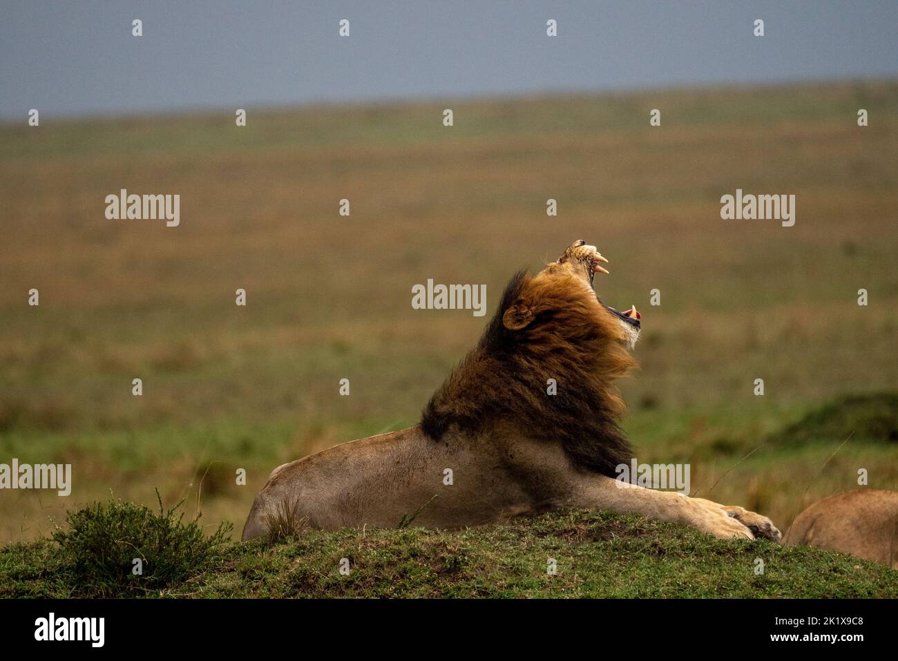 The Barbary lion roaring while laying on the grass before the landscape ...