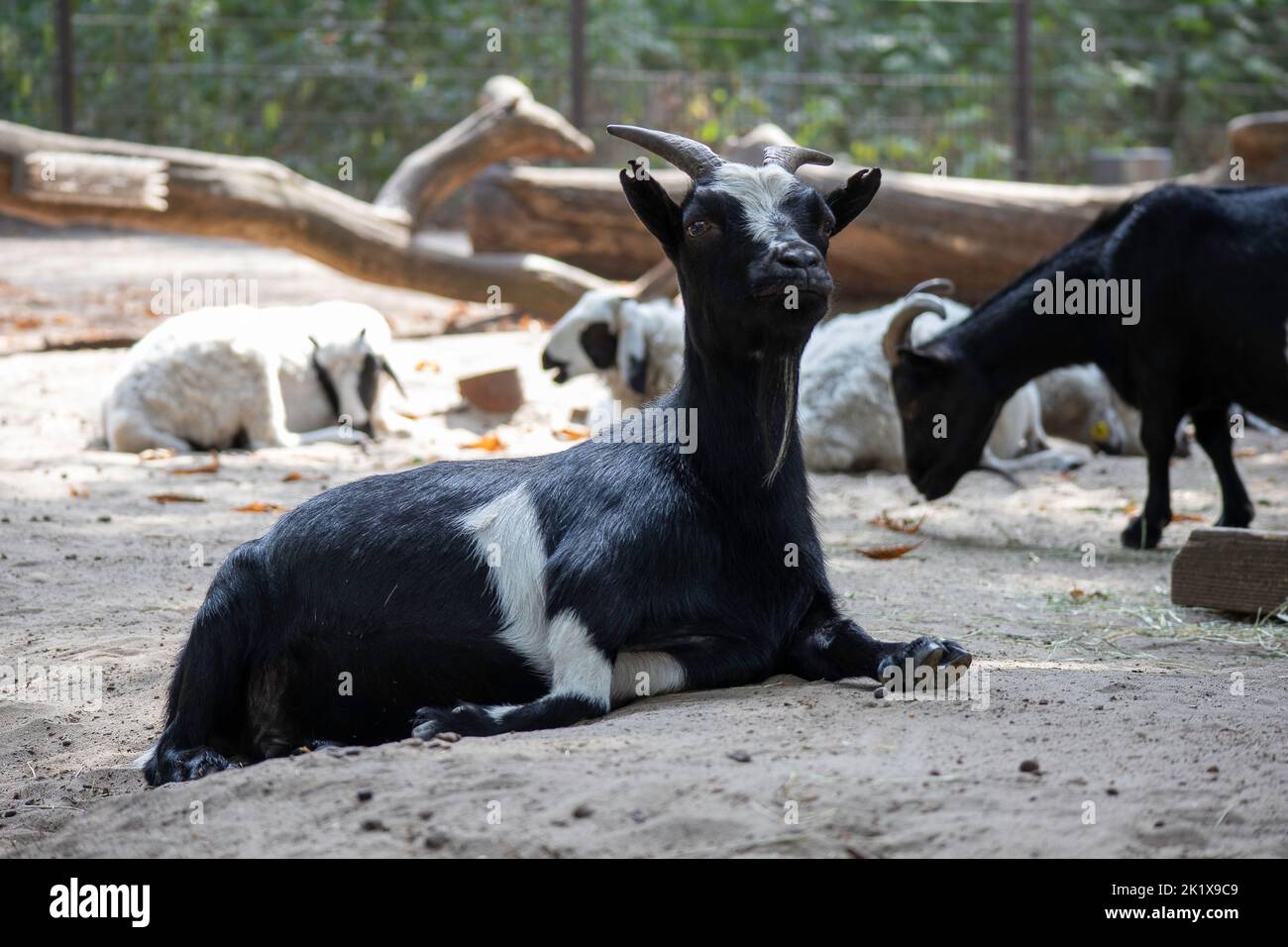Black Bengal Goat