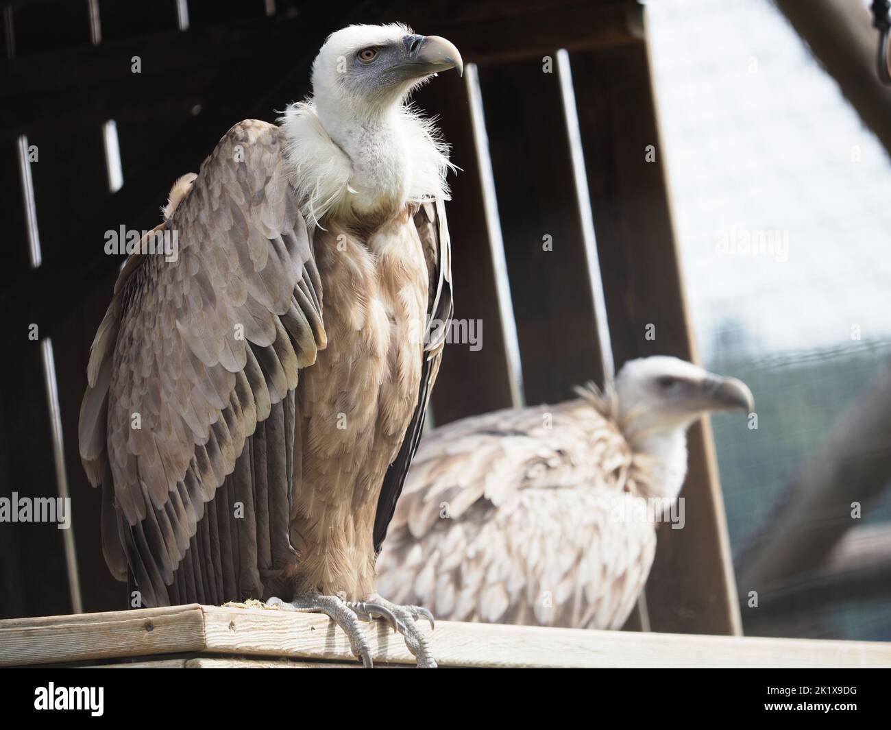 Wooden vultures hi-res stock photography and images - Alamy