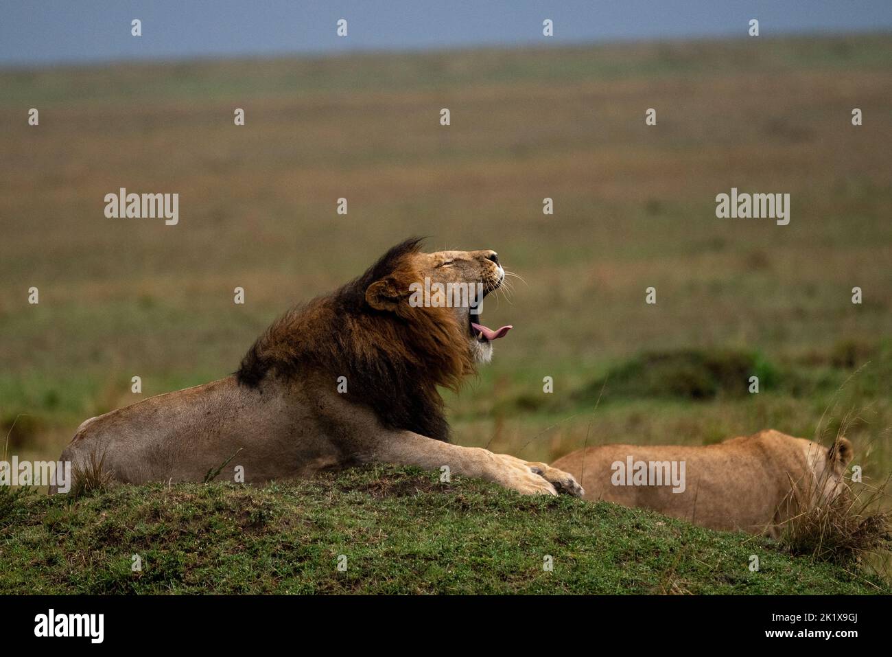 The Barbary lion roaring while laying on the grass before the landscape ...