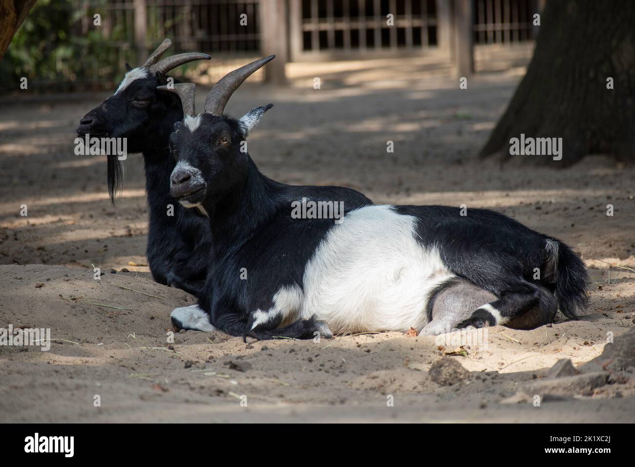 A goat lying on the ground inside the zoo Stock Photo - Alamy