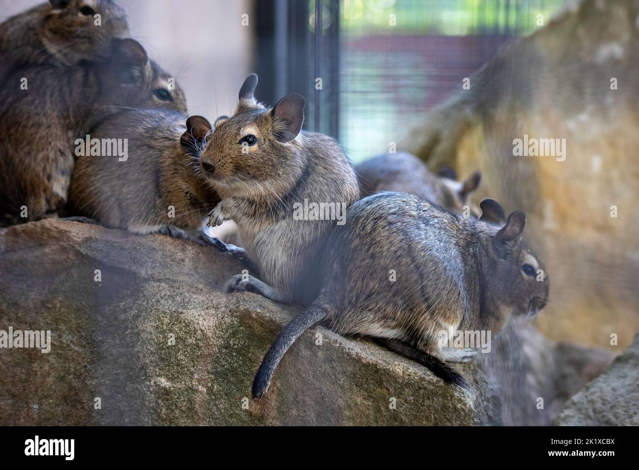 A black big rats inside the cage Stock Photo - Alamy