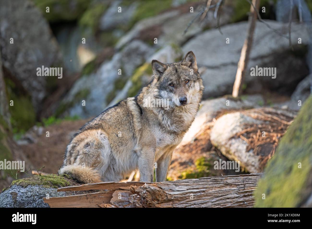 Wolf (Canis lupus) eats prey. Calm wolf has a rest in the forest ...