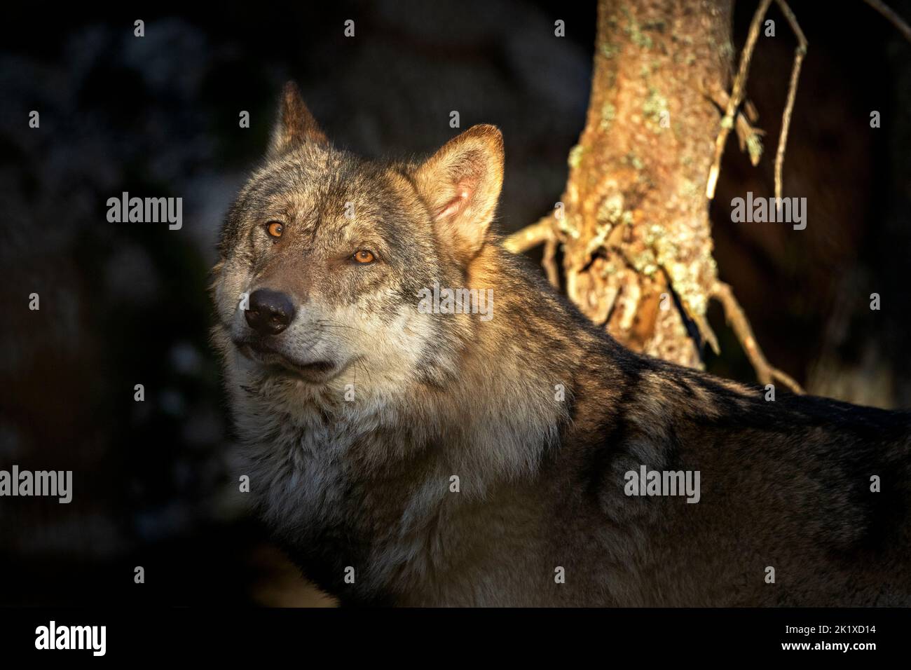Wolf (Canis lupus) eats prey. Calm wolf has a rest in the forest ...