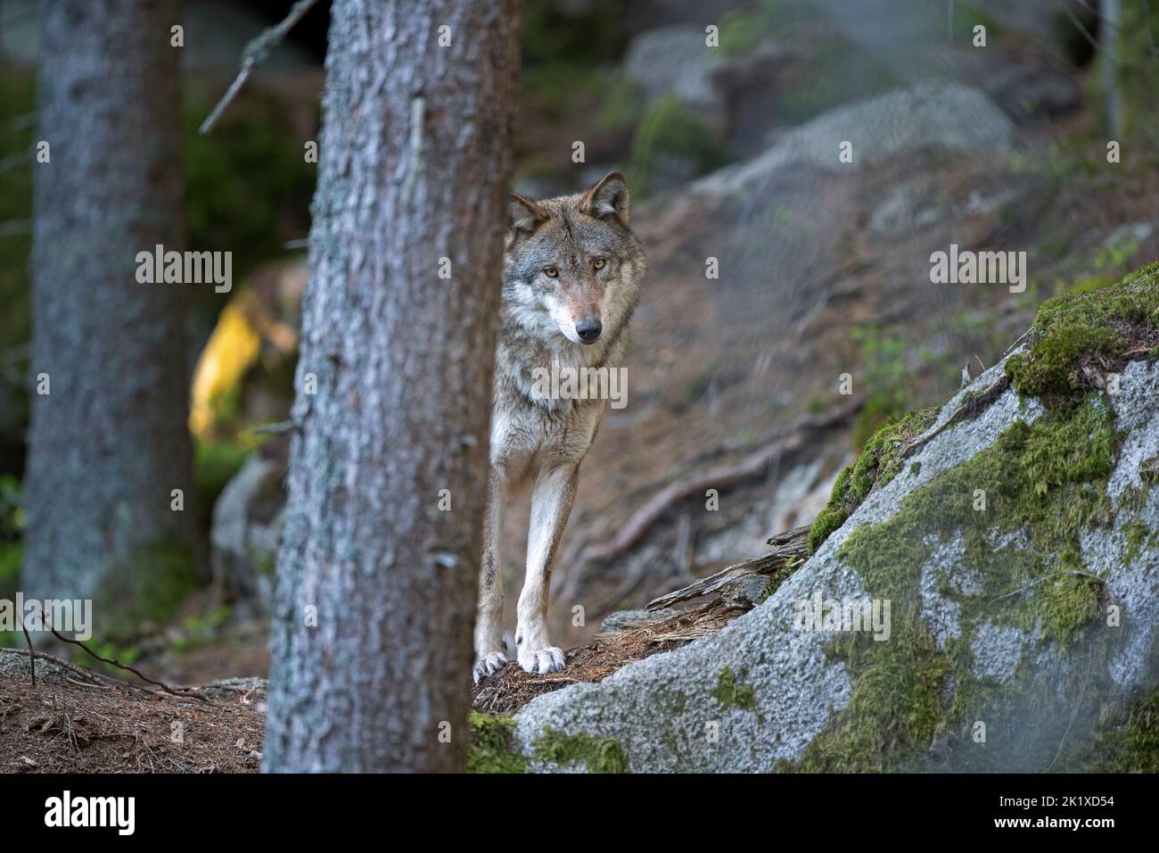 Wolf (Canis lupus) eats prey. Calm wolf has a rest in the forest ...
