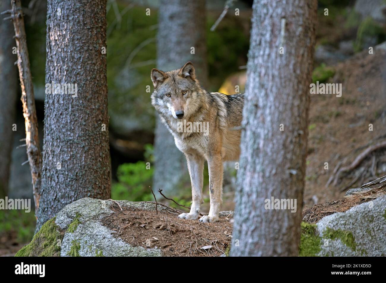 Wolf (Canis lupus) eats prey. Calm wolf has a rest in the forest ...