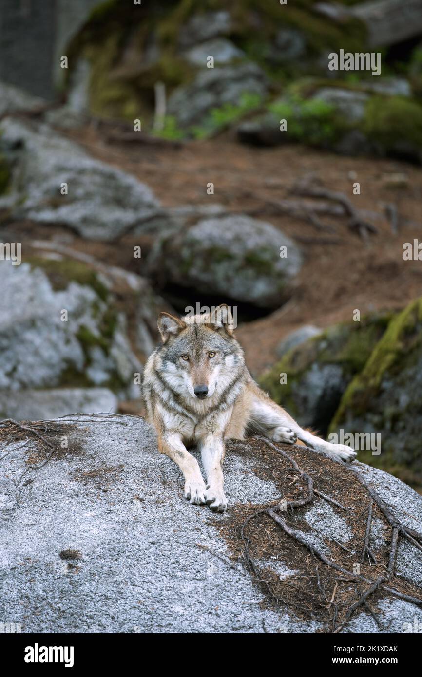 Wolf (Canis lupus) eats prey. Calm wolf has a rest in the forest ...