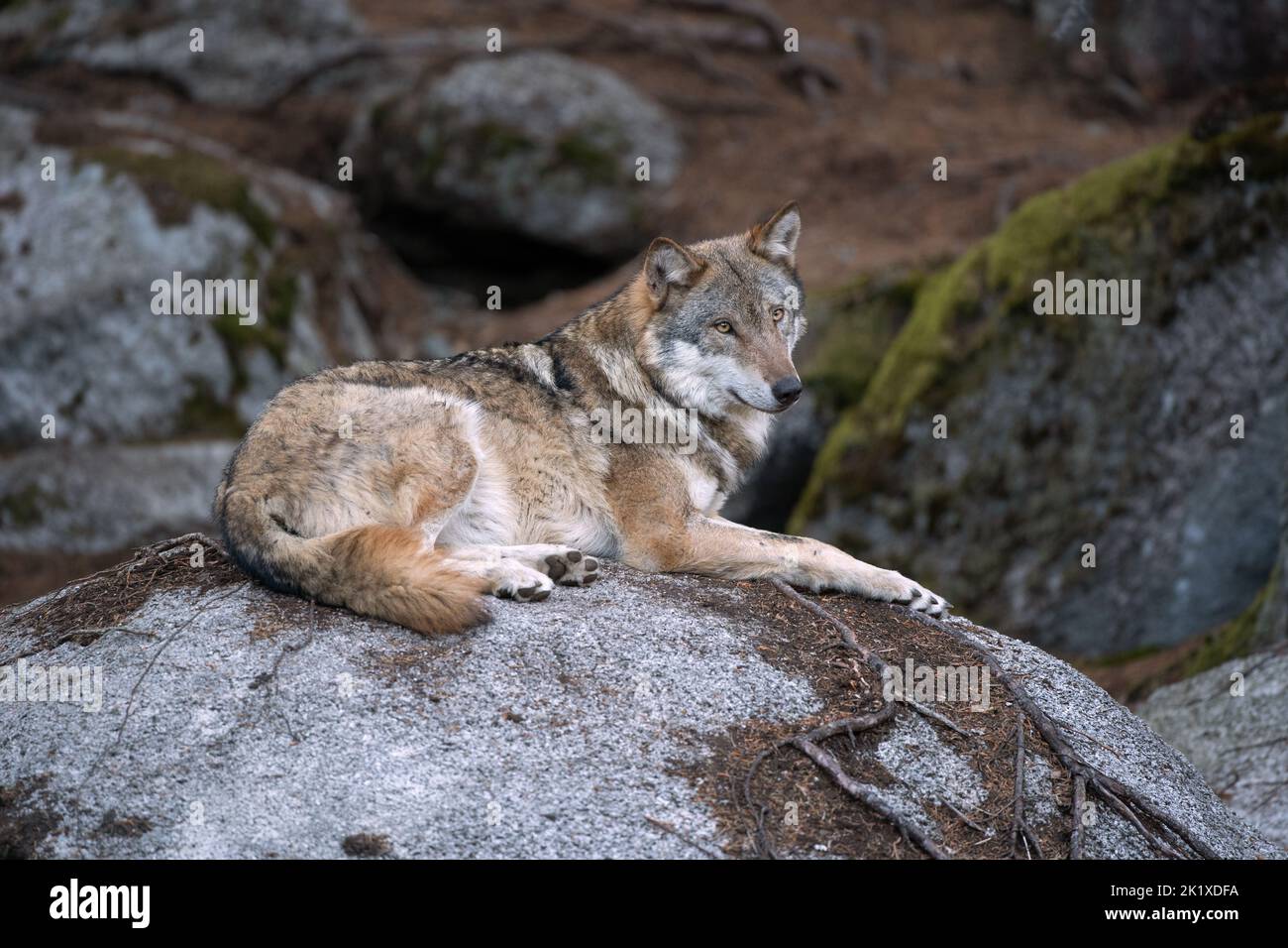 Wolf (Canis lupus) eats prey. Calm wolf has a rest in the forest ...