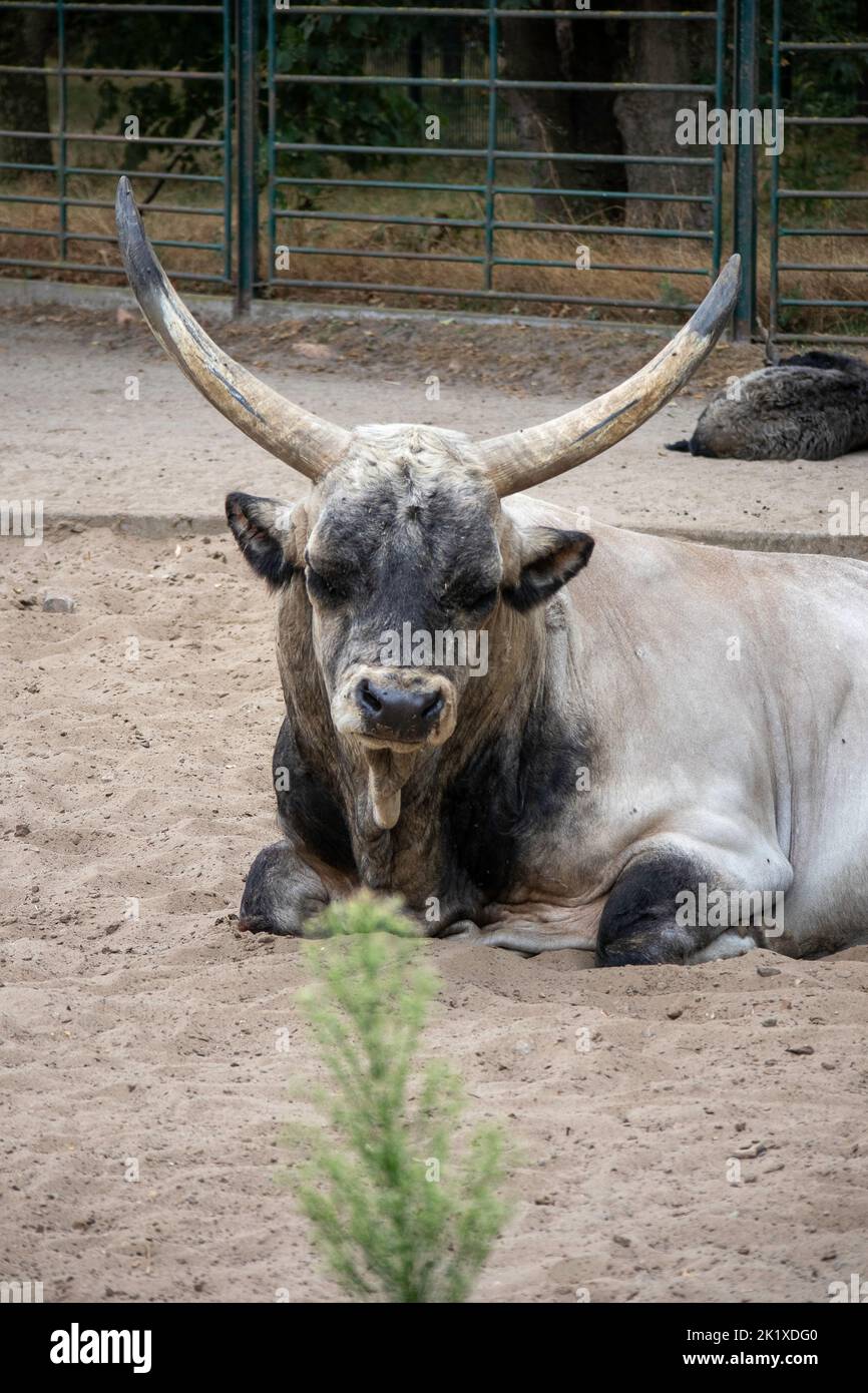 Bull farm fence hi-res stock photography and images - Alamy