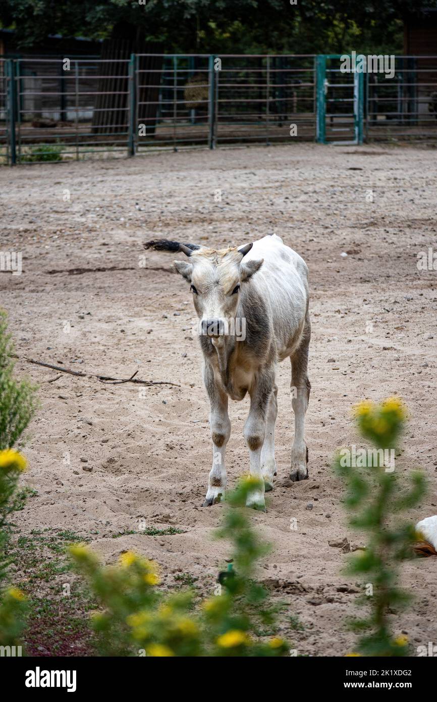 A white bull inside the fence Stock Photo - Alamy