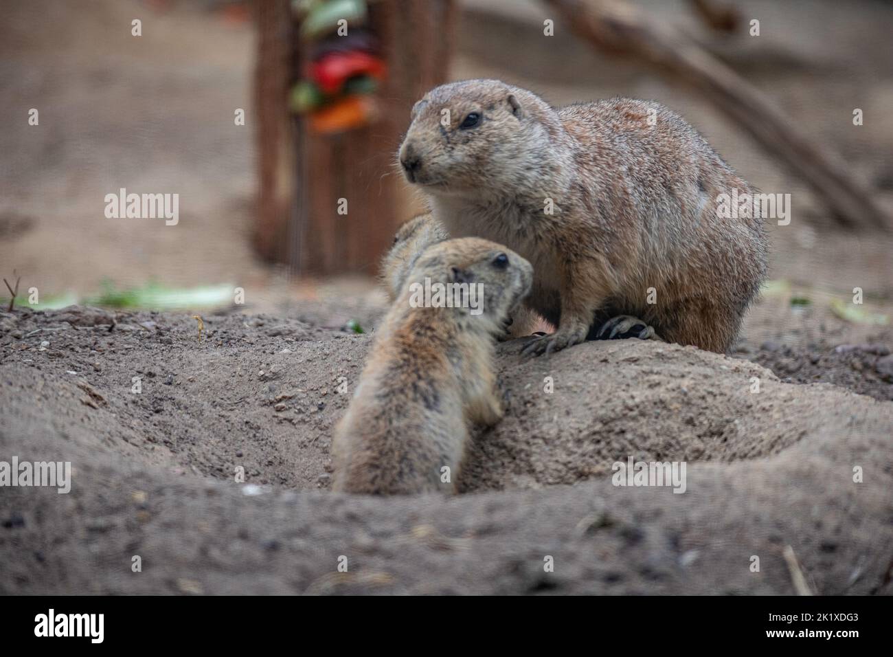 A prairie dogs in the zoo Stock Photo - Alamy