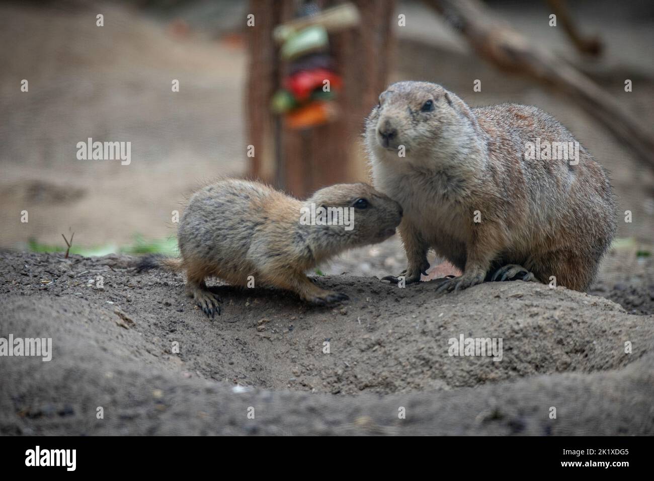 A prairie dogs in the zoo Stock Photo - Alamy