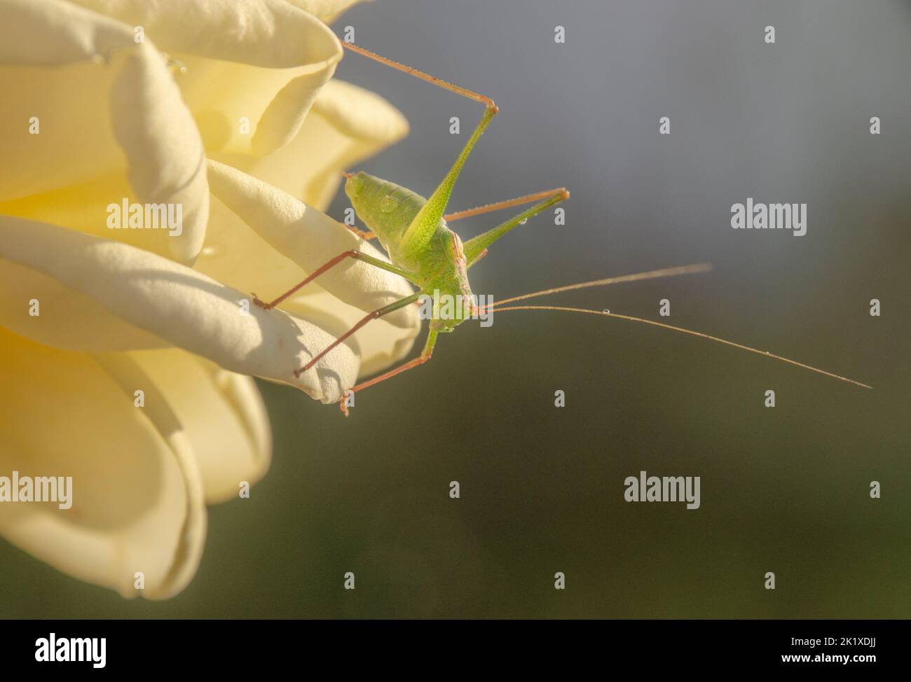 Grasshopper predator jump hi-res stock photography and images - Alamy