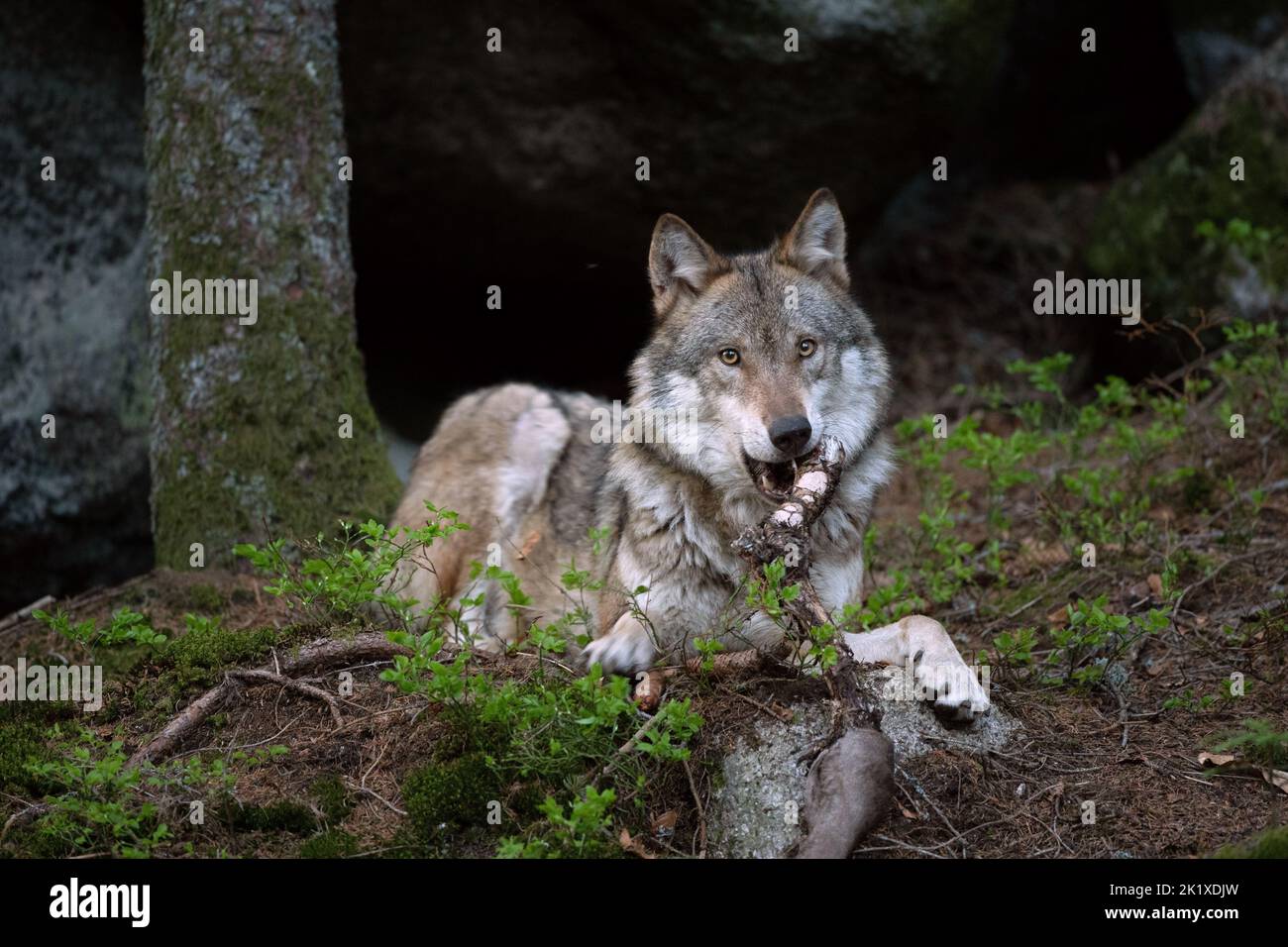 Wolf (Canis lupus) eats prey. Calm wolf has a rest in the forest ...