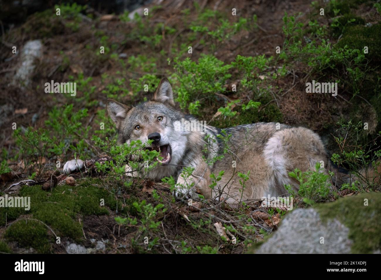 Wolf (Canis lupus) eats prey. Calm wolf has a rest in the forest ...