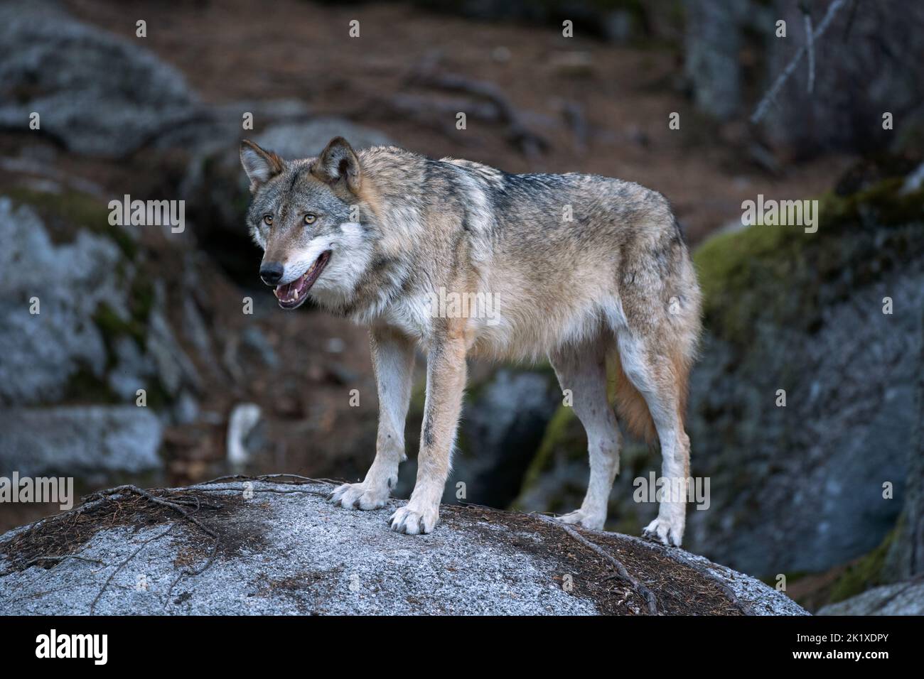 Wolf (Canis lupus) eats prey. Calm wolf has a rest in the forest ...