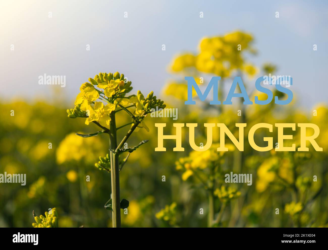 Text MASS HUNGER against defocused agriculture field message. Global ...