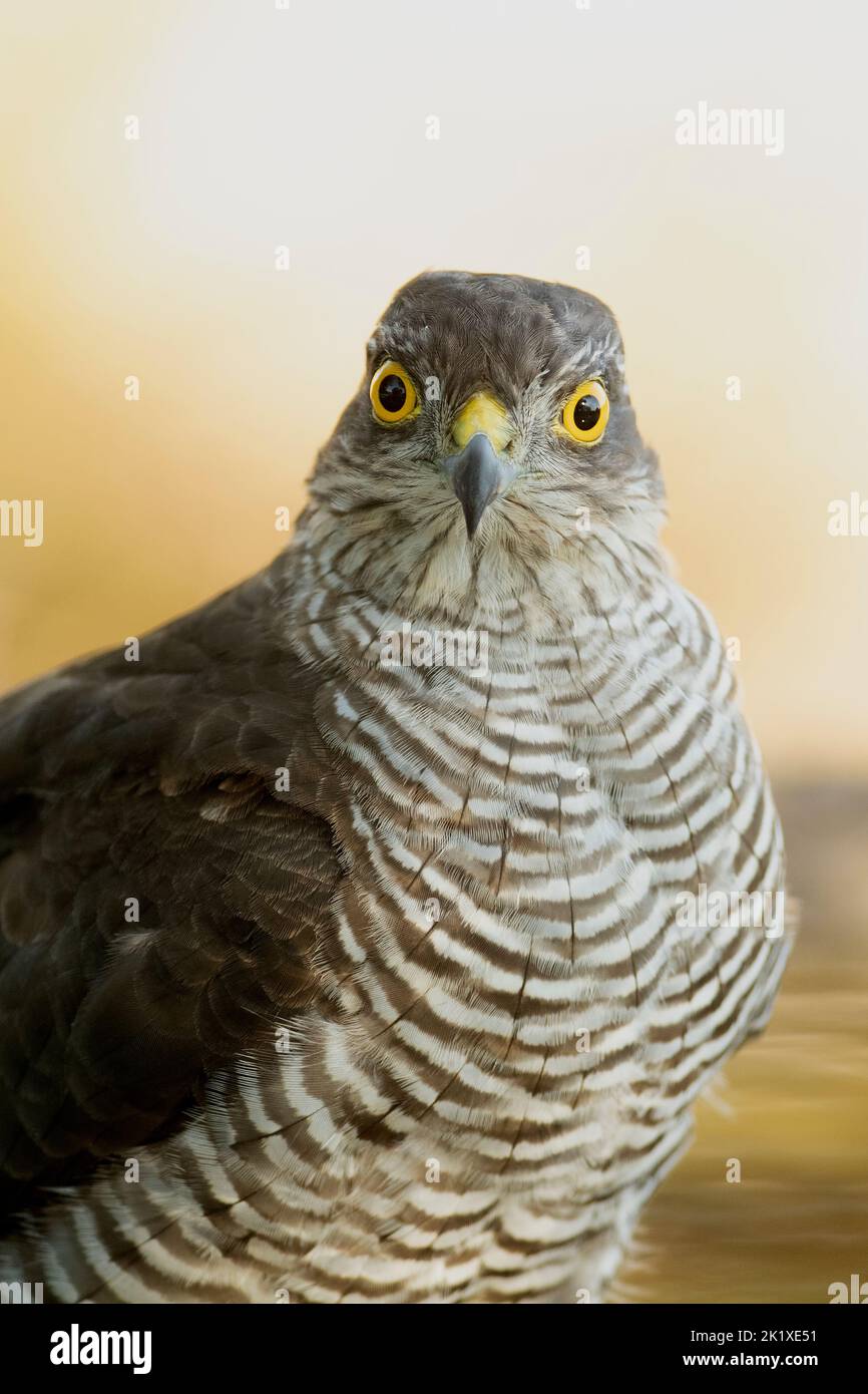 Portrait of a young male Eurasian sparrow hawk, bathing in a natural ...