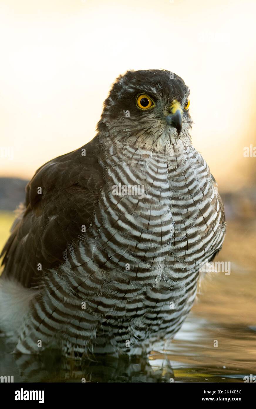 Portrait of a young male Eurasian sparrow hawk, bathing in a natural ...