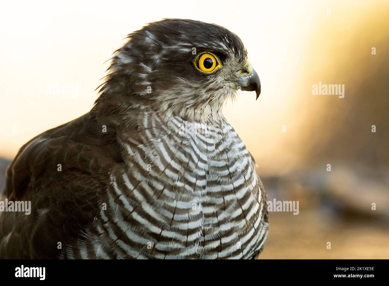 Portrait of a young male Eurasian sparrow hawk, bathing in a natural ...