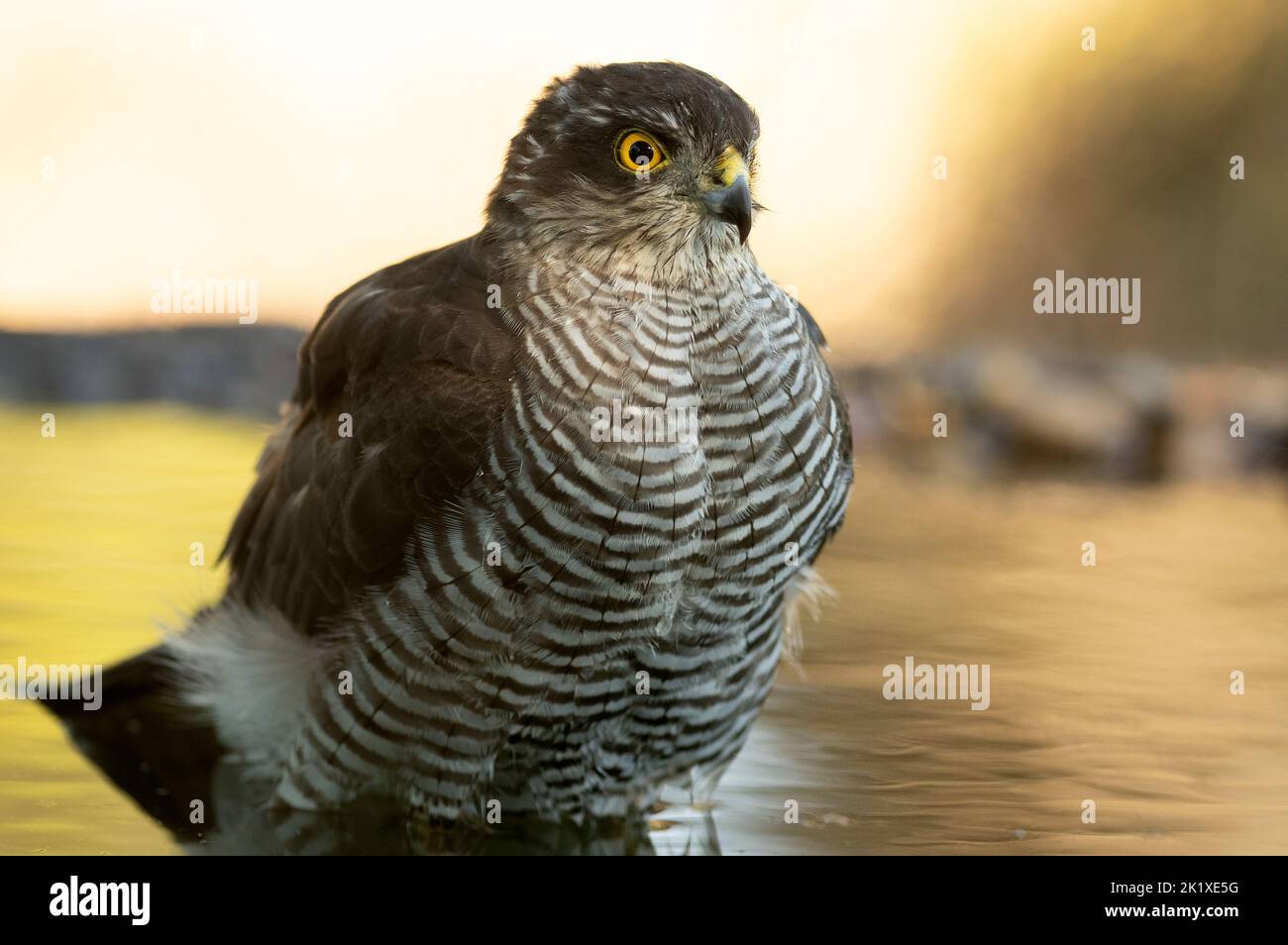 Portrait of a young male Eurasian sparrow hawk, bathing in a natural ...