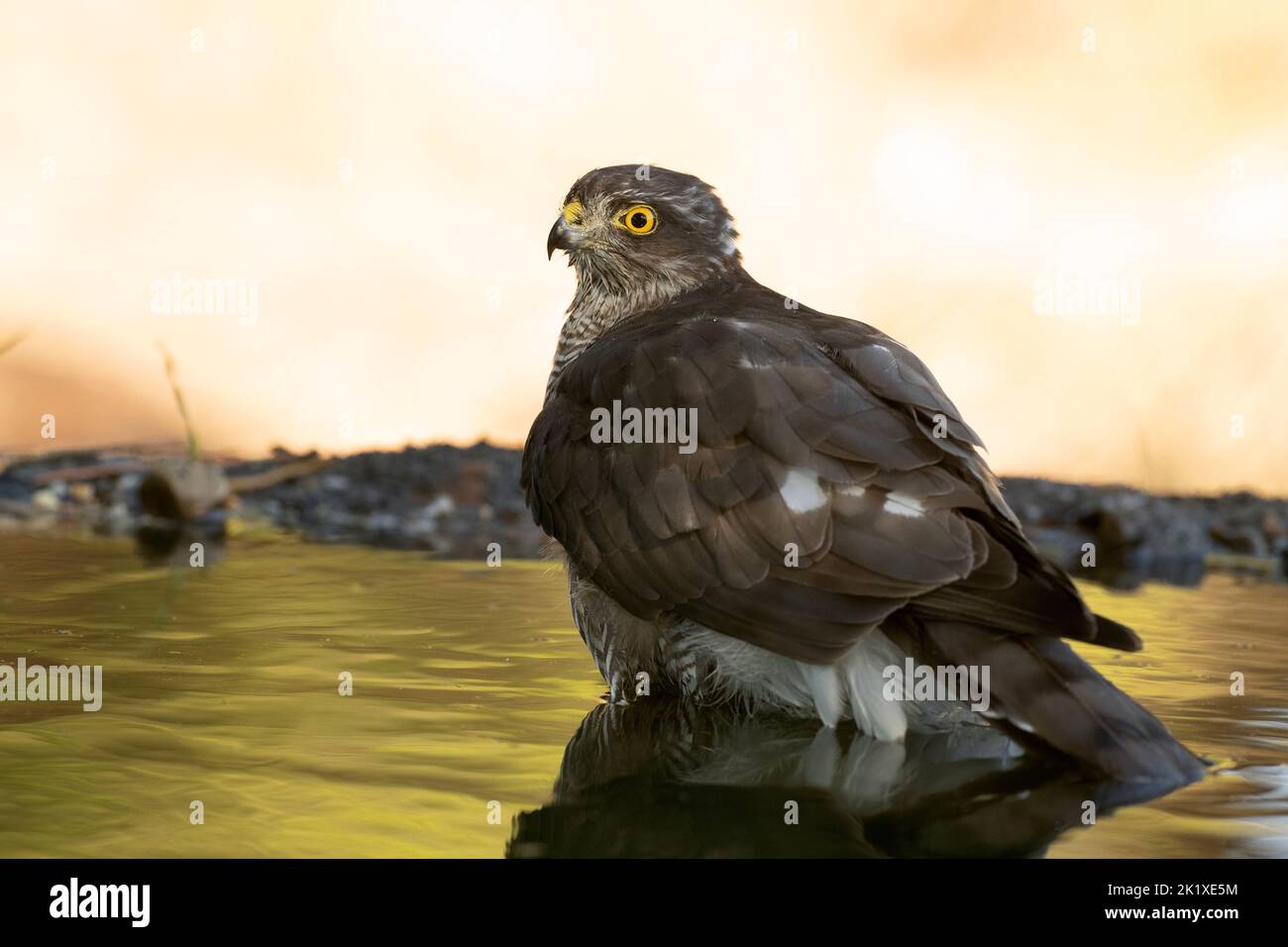 Portrait of a young male Eurasian sparrow hawk, bathing in a natural ...