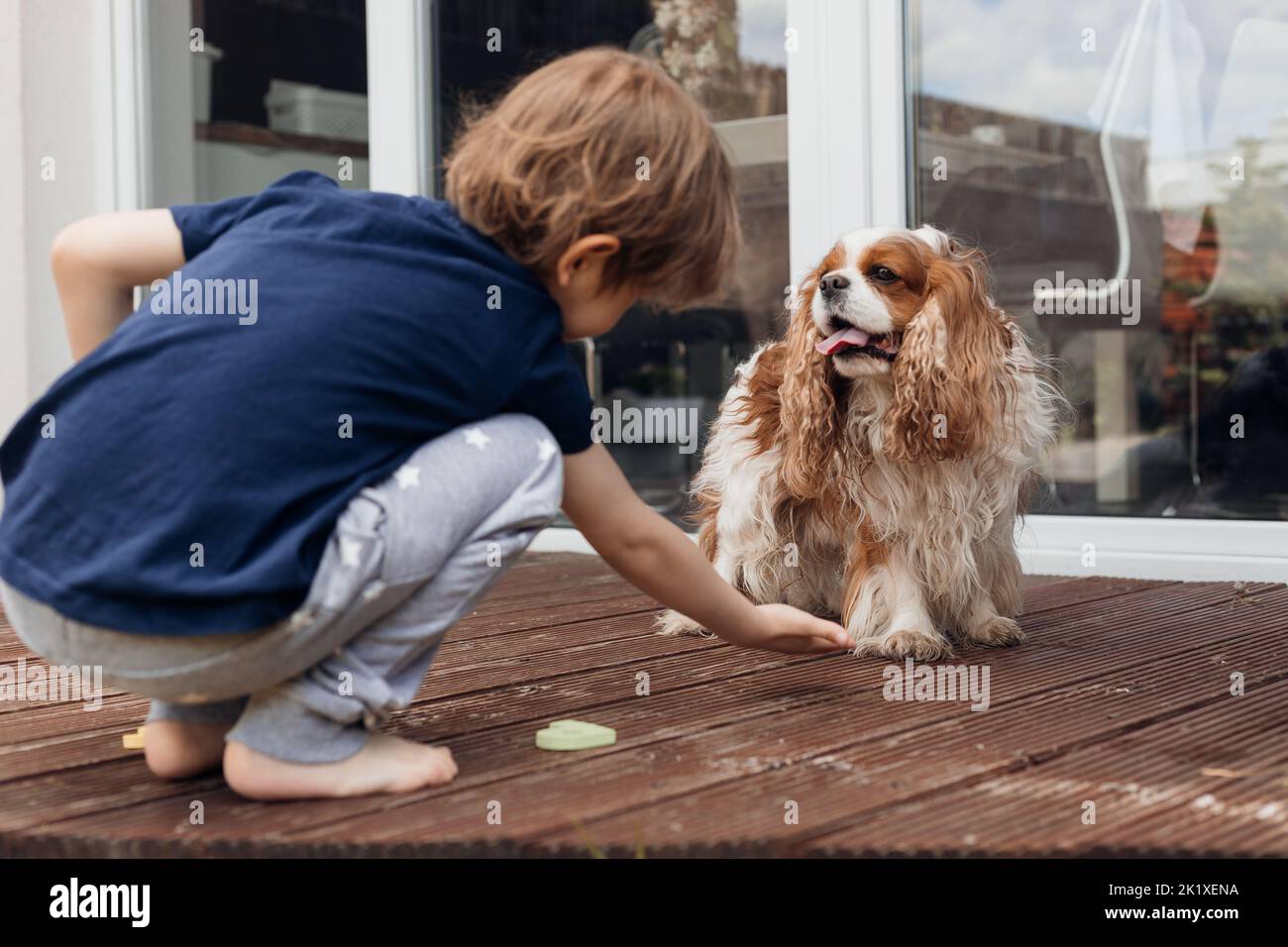 Rearview of little barefoot boy feeding, training smart dog Cavalier ...