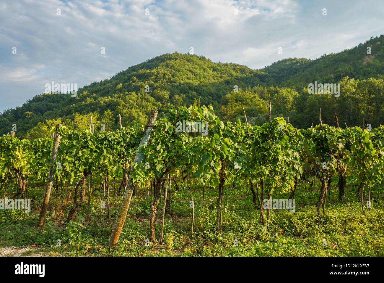 landscape of vineyard, nature background Stock Photo - Alamy