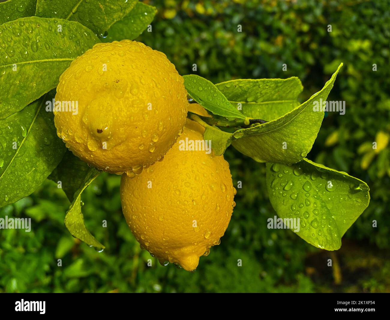 Ripe yellow lemons hanging on a tree branch after the rain Stock Photo ...