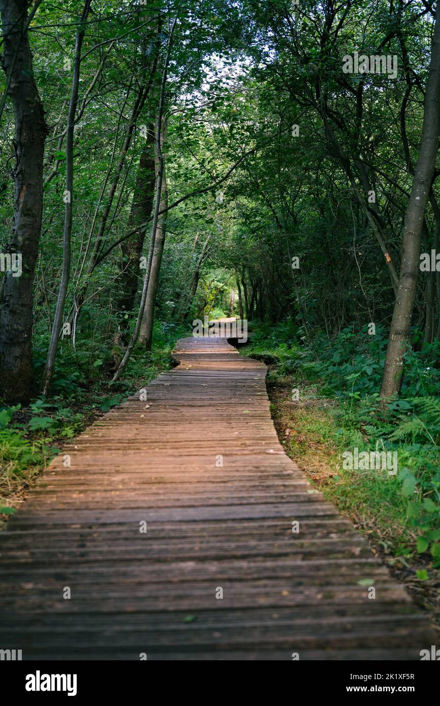 An aerial view of wooden path surrounded by growing lush trees Stock ...