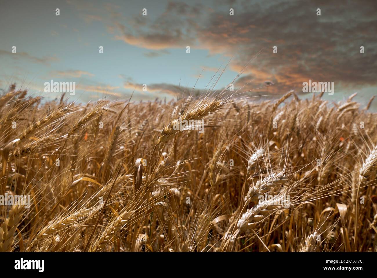 Italian wheat harvest hi-res stock photography and images - Alamy