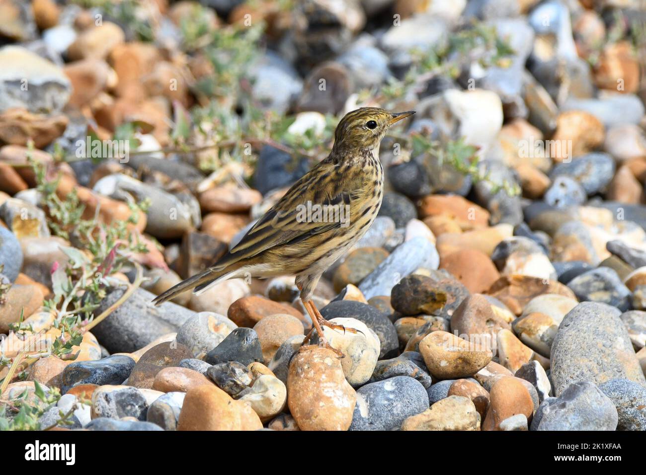 Anthus pratensis flock hi-res stock photography and images - Alamy